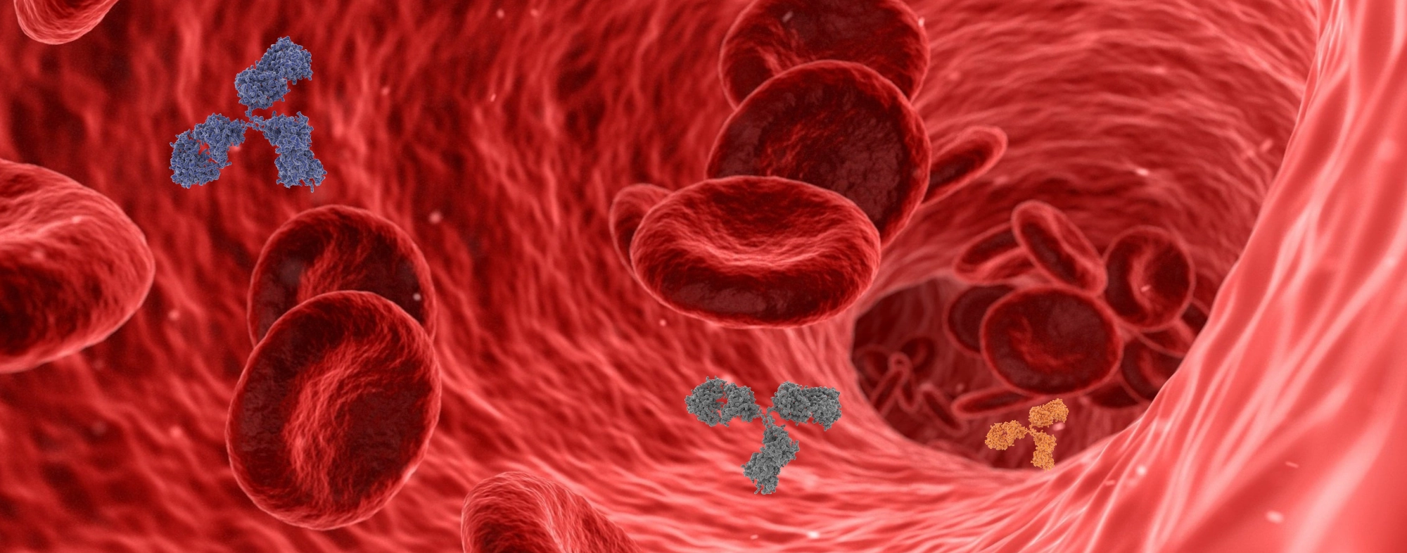 Immunadsorption - therapeutische Apherese - VitaSangius